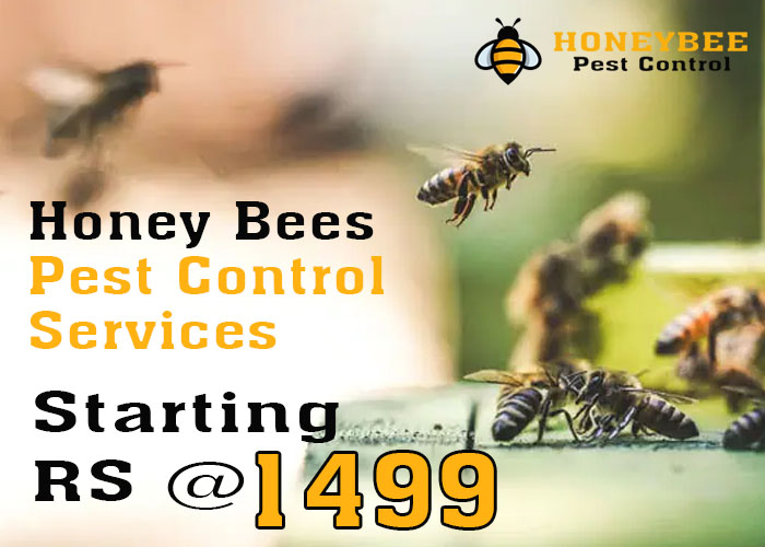 Honeybee Pest Control Mumbai | 100% HoneyBee Removal Treatment